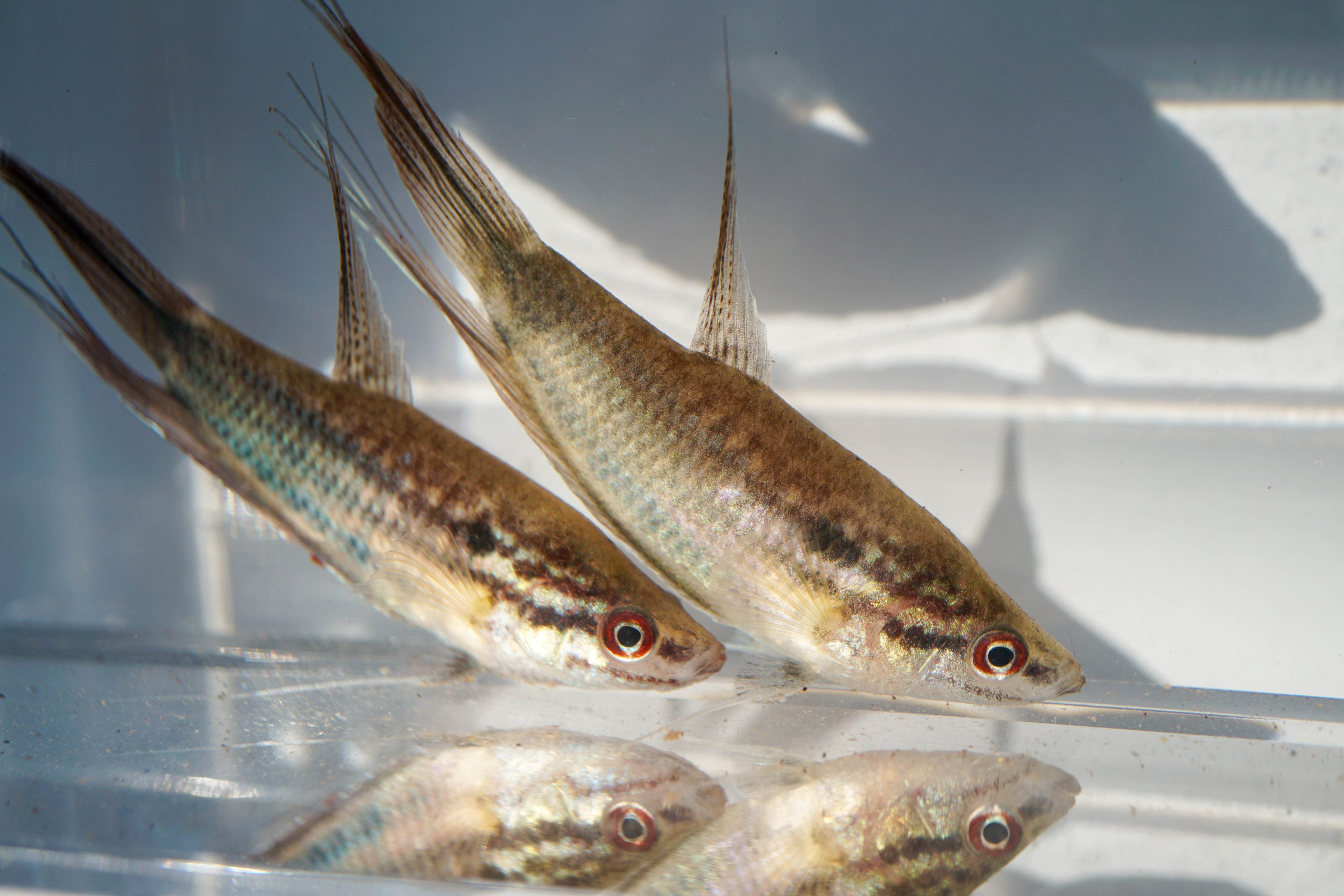 Croaking Gourami – ISAN探検隊BLOG